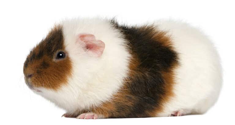 Guinea Pig Breeds |Types | Personalities & Characteristics