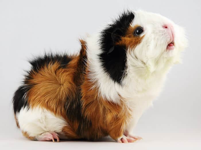 sunny – Guinea Piggles