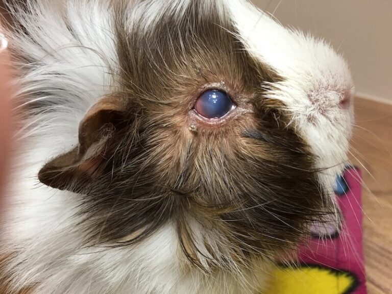 Guinea Pig Eyes: Guide to Eyesight, Problems, Infections & Treatment