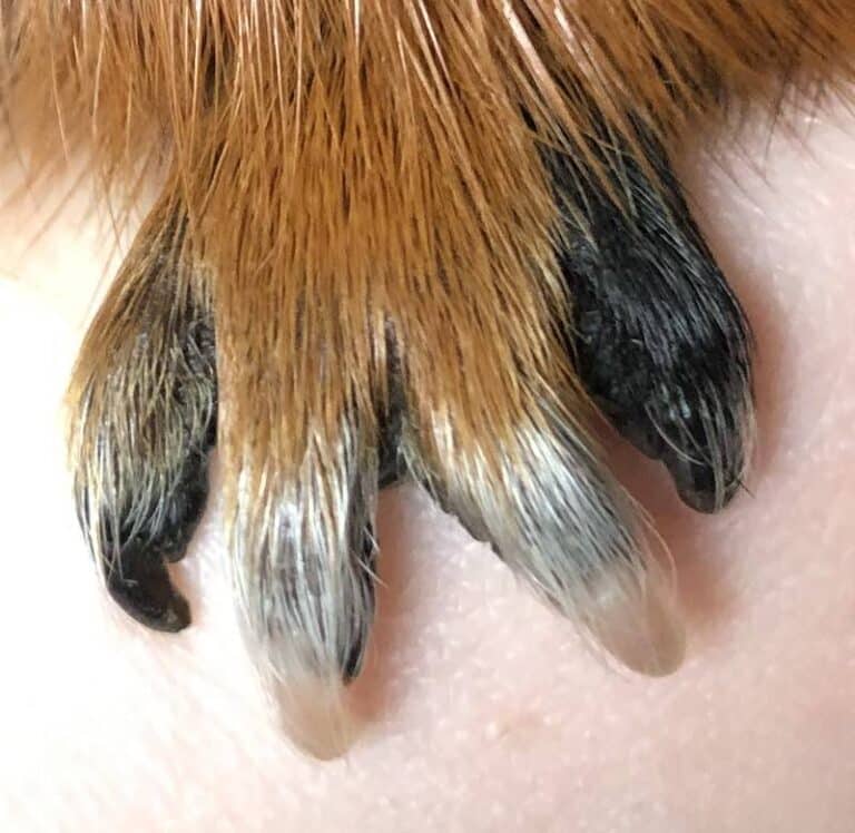 How to Cut Guinea Pig Nails - Guinea Piggles