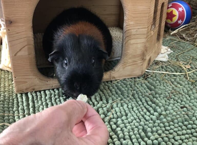 Best Guinea Pig Treats + Homemade & Gift Basket Ideas