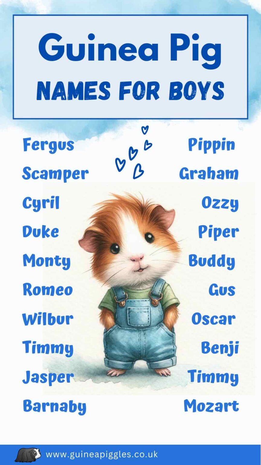 Over 450 Guinea Pig Names | Cute Names for Boys, Girls & Pairs