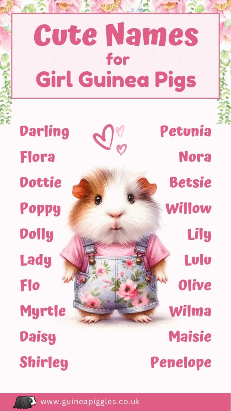Guinea Pigs Names Female