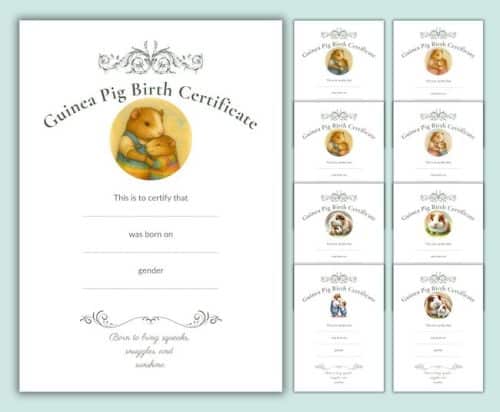 Printable Guinea Pig Birth Certificate – PDF Download