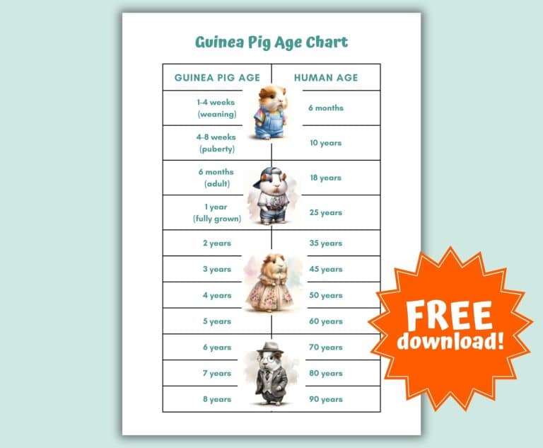 Printable Guinea Pig Age Chart – Human Years Comparison